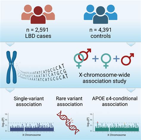 X Chromosome Associated With Lewy Body Dementia Risk In Females Research Communities By