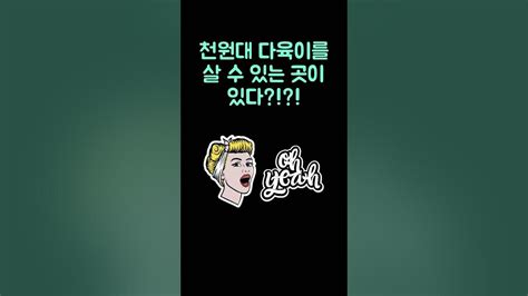 1000원대에 다육이를 살 수 있다구 다육식물 다육이 다육 다육이저렴한곳 엑스플랜트 Plants 희귀다육 반려식물 예쁜다육 다육라방 라이브방송