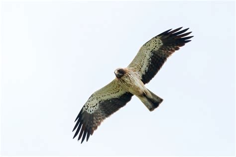 Орёл карлик Красная Книга Птицы Пензенской области · Inaturalist