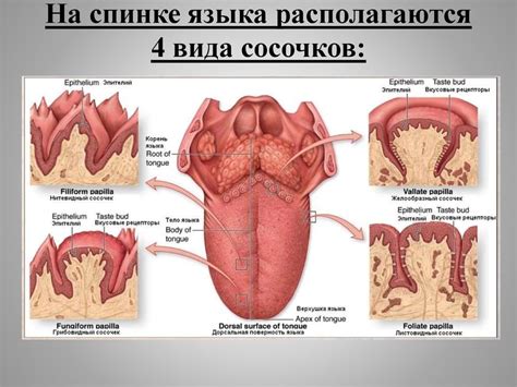 Строение слизистой оболочки полости рта презентация онлайн
