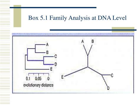 Ppt Dna Sequence Analysis Powerpoint Presentation Free Download Id 6262258