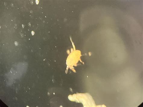 Pitcher Plant Fluid Bug Rmicrobiology