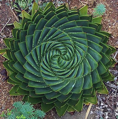 40 Fibonacci Pflanzen Syaracornetto