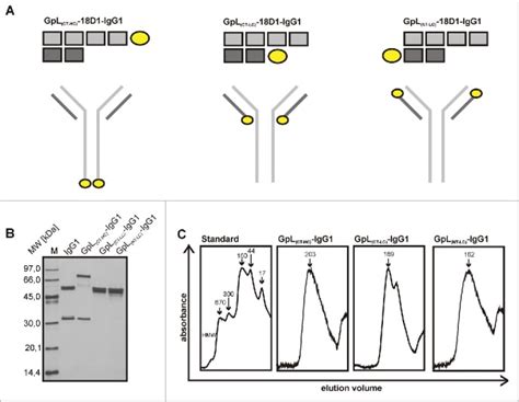Quantitative Analysis Of Cell Surface Antigen Antibody Interaction