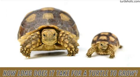 How Long Does It Take For A Turtle To Grow TurtleHolic