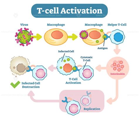 B Cells And T Cells Schematic Diagram VectorMine