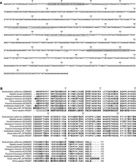 The DNA Sequence Coding For The Cyclophilin Identified In The Plasma