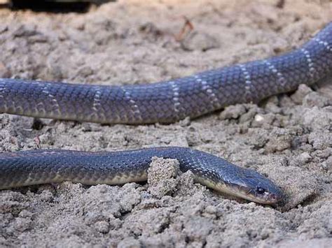 6 Most Dangerous Snakes In India Indian Krait Interesting Facts