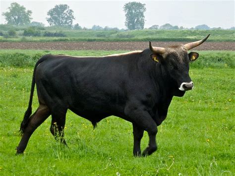 Aurochs Alchetron The Free Social Encyclopedia