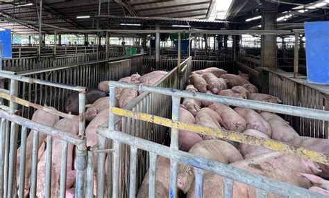 台糖豬肉驗出瘦肉精 養豬農：不太可能、盡速釐清並加強抽驗 生活 工商時報
