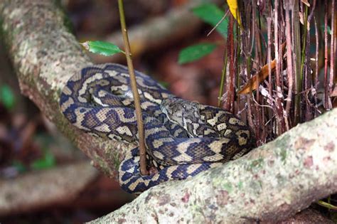 Australian Wildlife Series Carpet Python Snake In Maleny Queensland