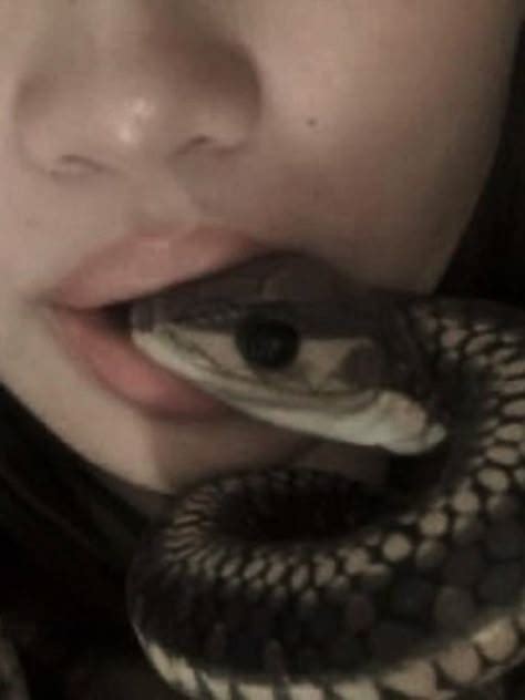 Snake Pfp