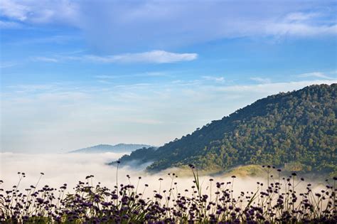 아침 안개와 산 산에서 아침 안개 자연 산 하늘과 안개를 볼 수 있습니다 0명에 대한 스톡 사진 및 기타 이미지 0명 겨울