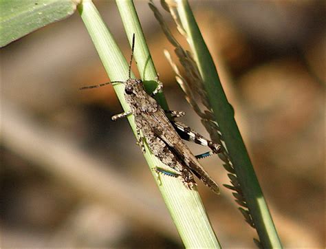 Small Grasshopper With Blue Tibia Encoptolophus Subgracilis Bugguidenet