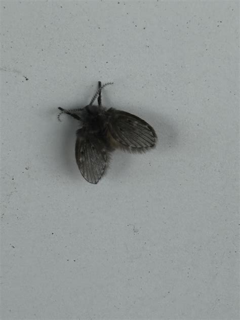 Teeny Moth R Whatisthisbug