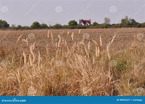 Dried Grass Stock Image Image Of Drought Background 98956227