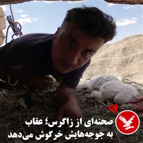 صحنه‌ای از زاگرس؛ عقاب به جوجه‌هایش خرگوش می‌دهد ایران ایندیپندنت فارسی