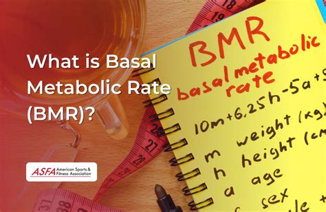 What Is Basal Metabolic Rate Bmr