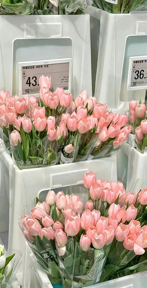 Pin On Flowers 💘 Pink Tulips Wallpaper Aesthetic Pink Tulips Tulips