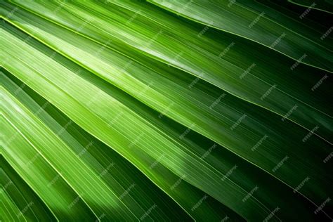 Premium Ai Image Close Up Green Palm Leaf Texture Leaf Of Bottle Plam Tree