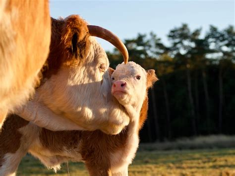 Premium Photo Motherly Love