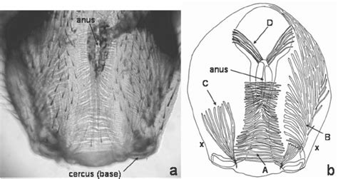 Muscles In Dorsal Views Of The Basal Segment All But The Bases Of The Download Scientific