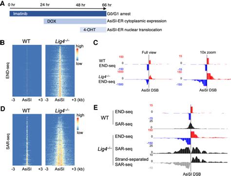 Role Of 53bp1 In End Protection And Dna Synthesis At Dna Breaks Pmc