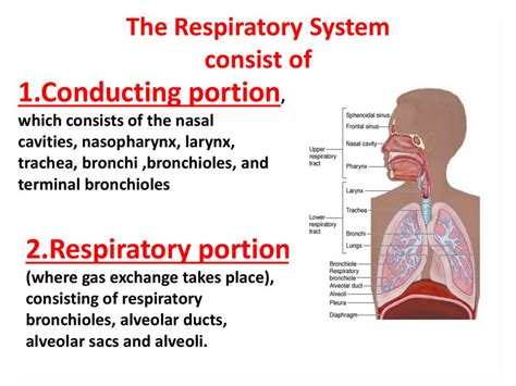 SOLUTION Histology Lec 12 Studypool