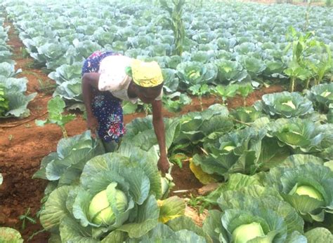 ¿qué Es La Agricultura De Conservación Y Por Qué Es Fundamental Para