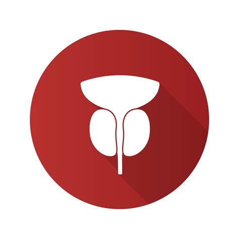 Prostate Gland And Urethra Flat Design Long Shadow Glyph Icon Male
