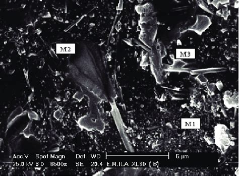 Scanning Electron Microscope Sem Of B20 Shows The Three Types Of