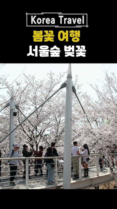 봄꽃 여행 서울숲 벚꽃 Korea Travel Youtube