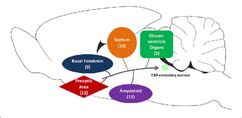 The Schematic Diagram Of Projections From The Subcortex And Limbic Download Scientific
