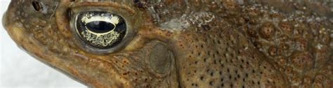 Cane Toads In Florida UF IFAS Pest Alert