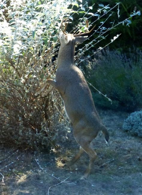 Deer On Two Legs Mendonoma Sightings