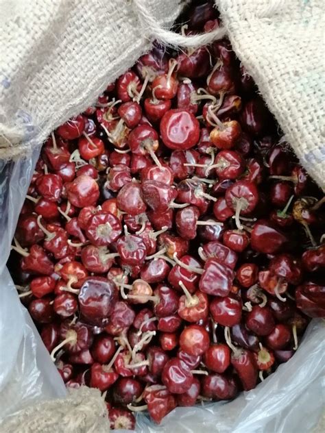 S9 RAMNAD RED MUNDU CHILLI At 290 Kg Mangalore ID 24029525362