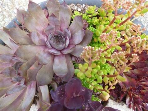 Drought Smart Plants Succulents And Water Wise Perennials Plants