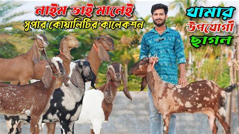 সুপার কোয়ালিটির খামার উপযোগী ছাগলের কালেকশন দেখুন নাইম ভাইয়ের