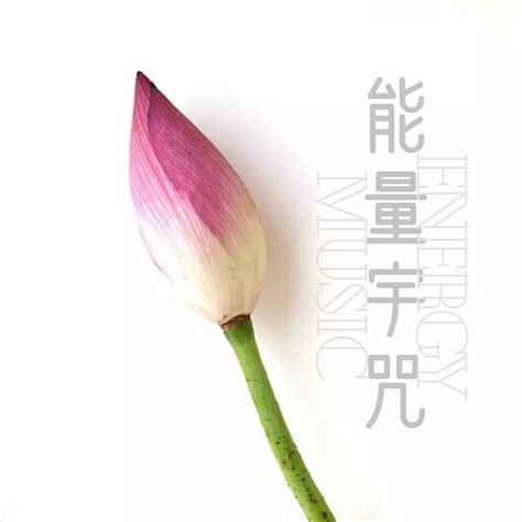 药师佛赞偈 药师如来琉璃光 Susu苏苏 高音质在线试听 药师佛赞偈 药师如来琉璃光歌词 歌曲下载 酷狗音乐