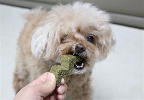 강아지덴탈껌 정관장 지니츄s 강아지 껌으로 입냄세 제거 네이버 블로그