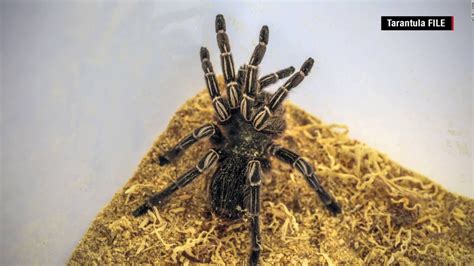 Research Spiders Feast On 400 800 Million Tons Of Insects Every Year