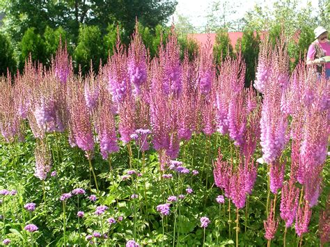 How To Grow Astilbe Growing And Caring For Astilbe Flowers
