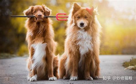 亲身经历告诉你养公狗和母狗的区别真的很不一样 知乎