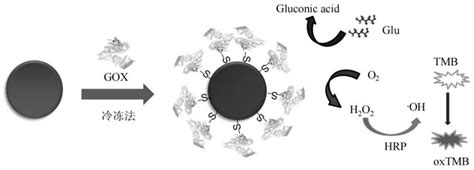 一种金纳米颗粒固定化酶及其制备方法和应用