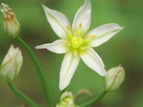 Nothoscordum Bivalve
