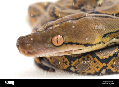 reticulated python python reticulatus isolated on white background