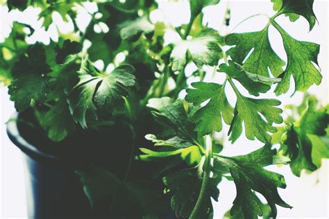 Como Conservar Salsinha Na Geladeira Aprenda Isso E Como Plantar