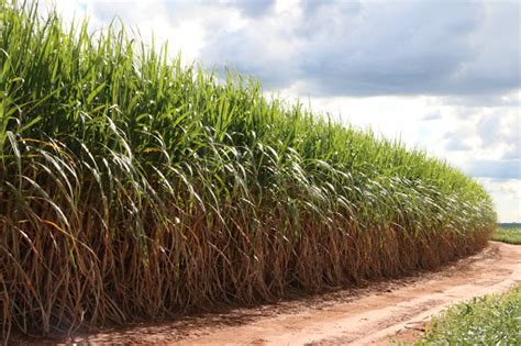 Safra Recorde De Cana De Açúcar Vai Ultrapassar 72 Milhões De Toneladas