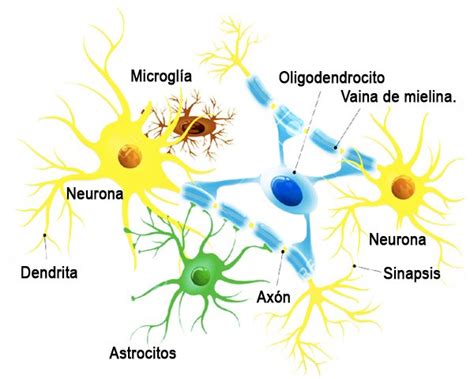 Importancia De Los Neurotransmisores En La Comunicación Neuronal