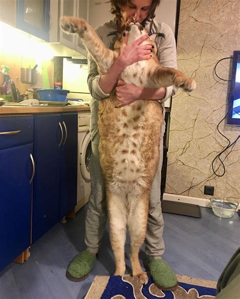 Meet ‘big Floppa The Hero Of The Most Popular Cat Meme Of 2020